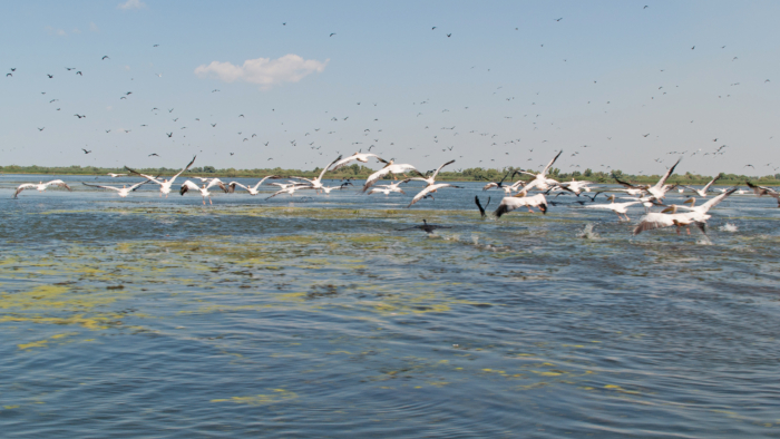 Donaudelta in Rumänien: Pelikane und Wildpferde beobachten